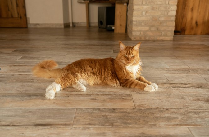 Best Flooring for Cats | Landmark Interiors